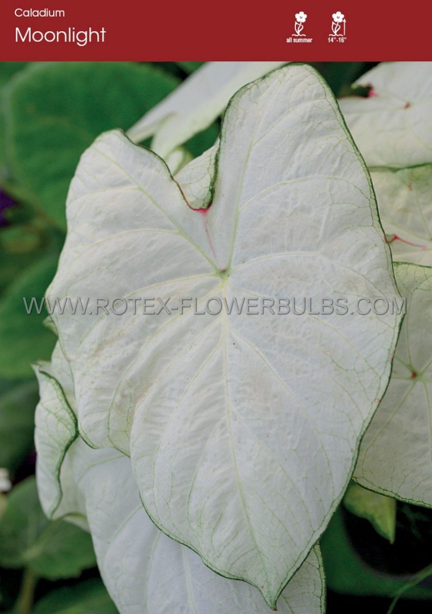 CALADIUM FANCY LEAVED ‘FLORIDA MOONLIGHT‘ JUMBO (100 P.CARTON) | Rotex ...