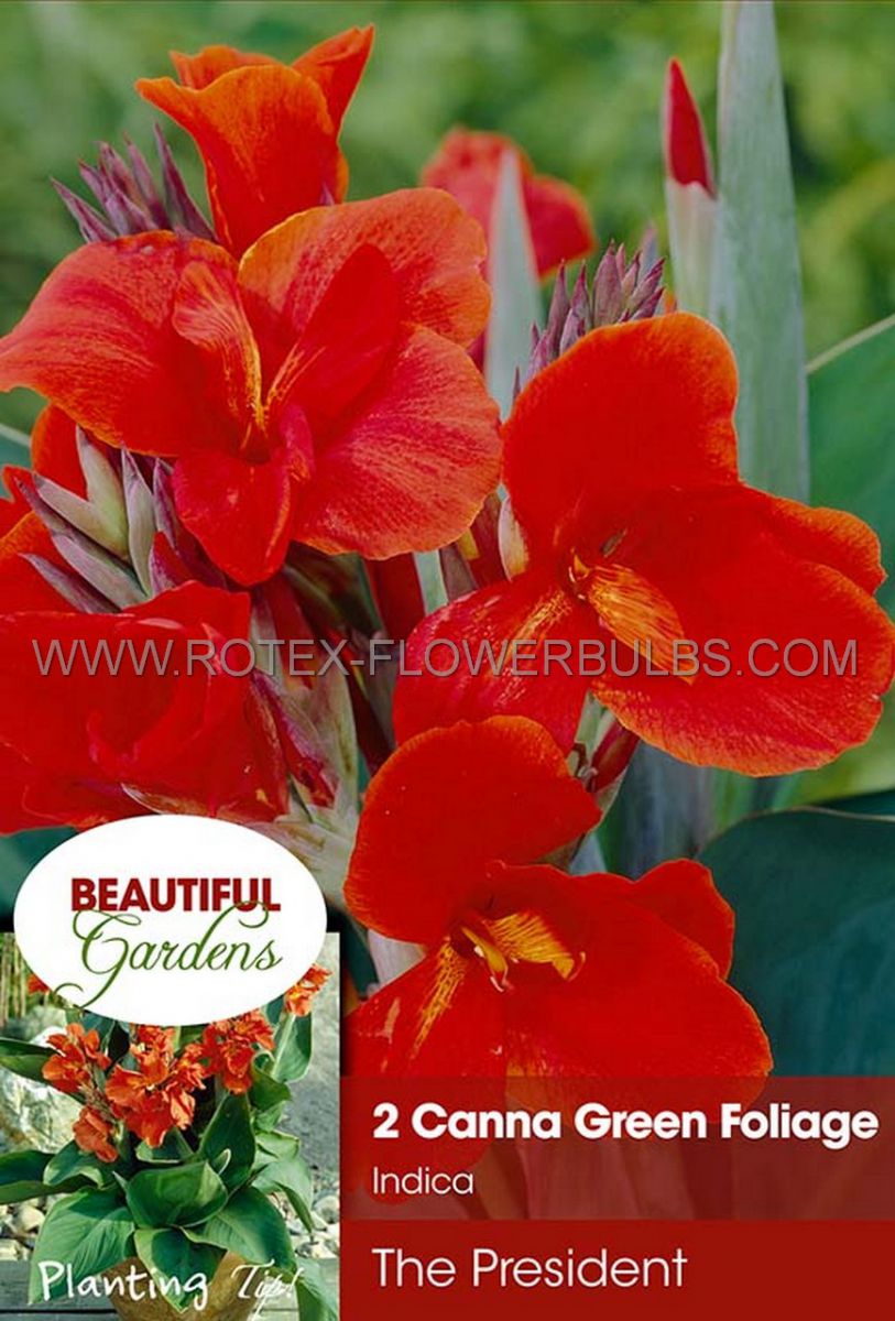 CANNA ‘THE PRESIDENT‘ 3-5 EYE (15 QUALITY PKGS.X 1) | Rotex Flowerbulbs BV