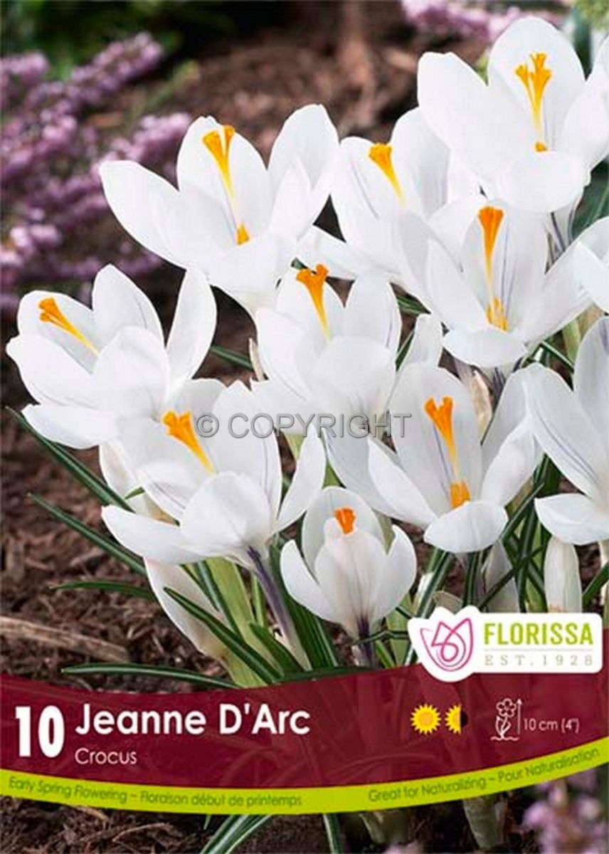 CROCUS ‘JEANNE D‘ARC‘ 9/10 CM. (15 QUALITY PKGS.X 10) | Rotex Flowerbulbs BV
