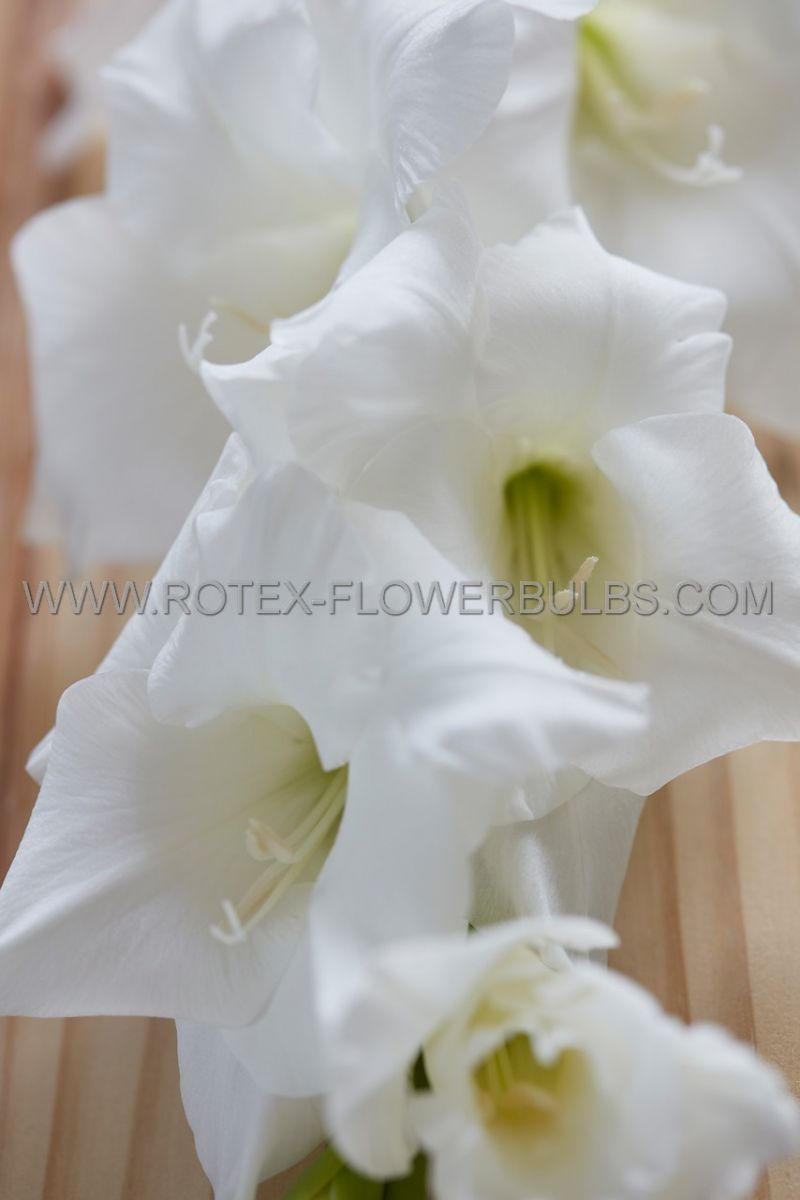 GLADIOLUS LARGE FLOWERING ‘IVORY PRISCILLA‘ 12/14 CM. (100 LOOSE P.BINBOX) | Rotex Flowerbulbs BV