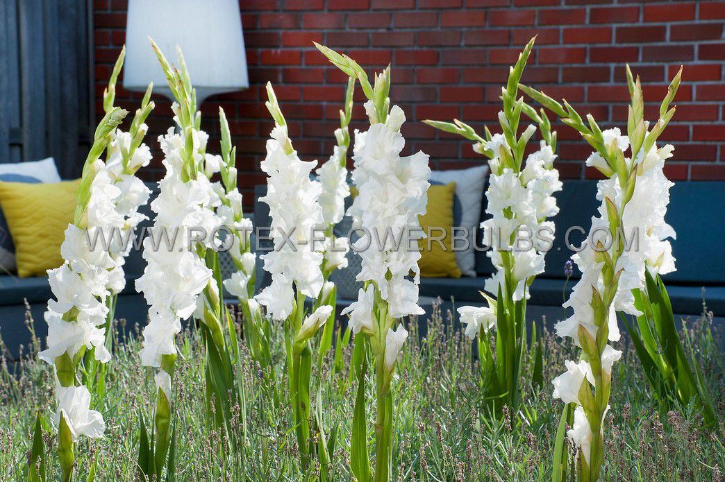 GLADIOLUS LARGE FLOWERING ‘IVORY PRISCILLA‘ 12/14 CM. (100 LOOSE P.BINBOX) | Rotex Flowerbulbs BV
