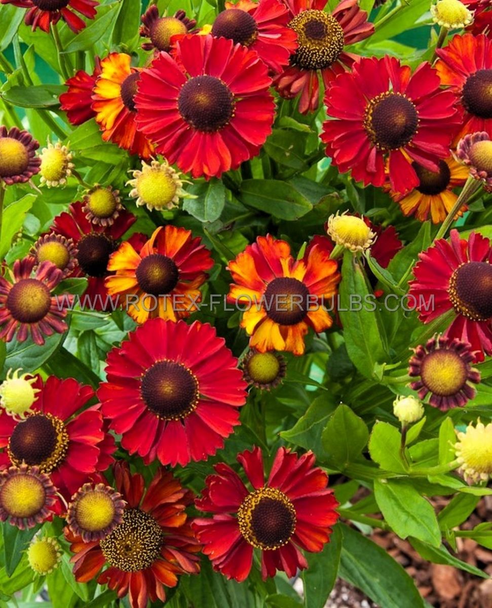 HELENIUM (SNEEZEWEED) SPP. ‘HOT LAVA‘ I (25 P.BAG) | Rotex Flowerbulbs BV