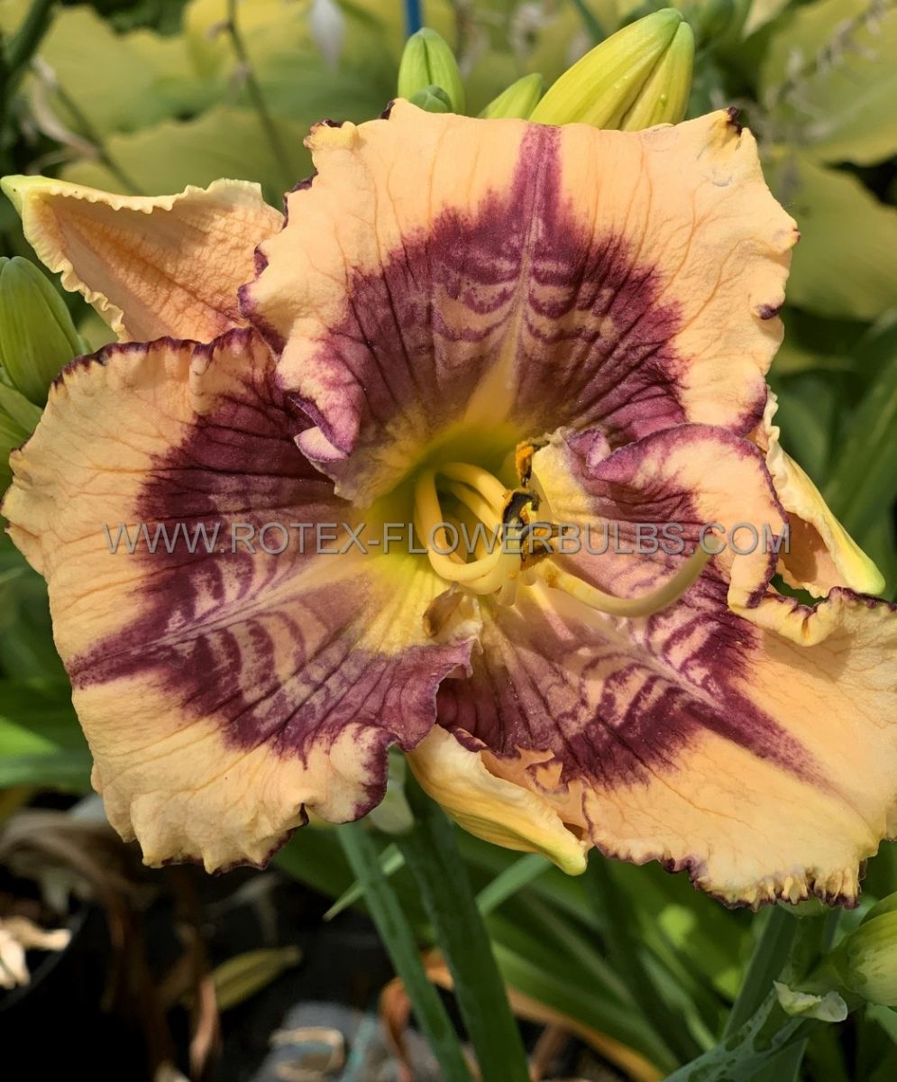 HEMEROCALLIS (DAYLILY) SPP. ‘DESIGN SPIDER‘ I (25 P.BAG) | Rotex ...