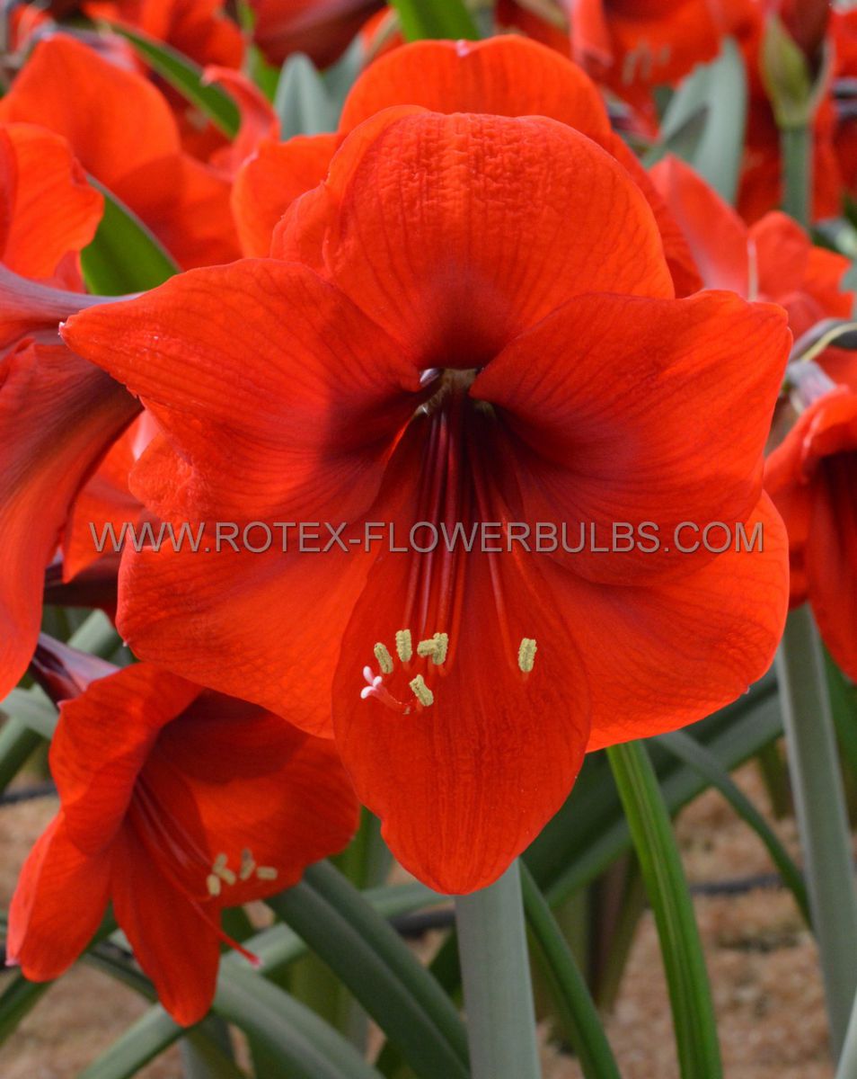 HIPPEASTRUM (AMARYLLIS) LARGE FLOWERING ‘RED LION‘ 26/28 CM. (50 P ...
