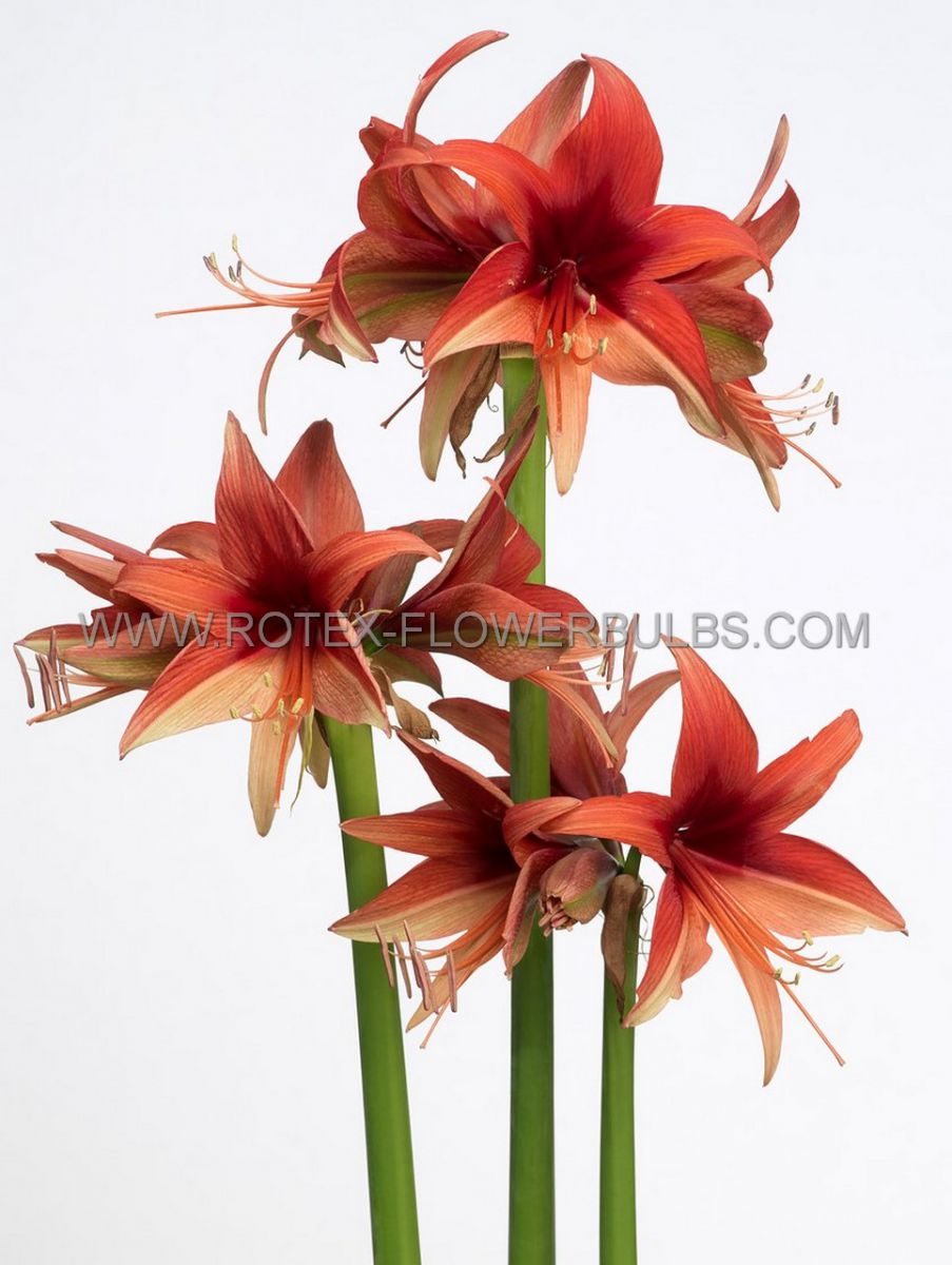 HIPPEASTRUM (AMARYLLIS SPECIALTY) CYBISTER ‘BOGOTA‘ 26/28 CM. (6 P.OPEN ...