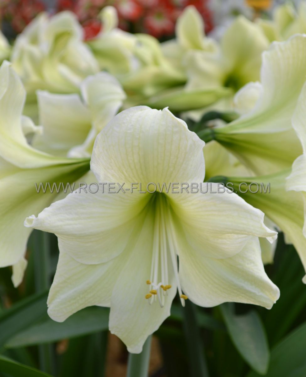 HIPPEASTRUM (AMARYLLIS UNIQUE) LARGE FLOWERING ‘LUNA‘ 34/36 CM. (12 P ...