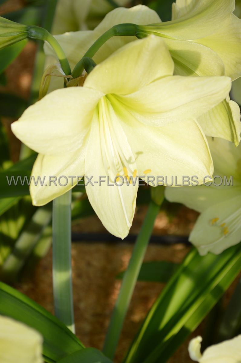 HIPPEASTRUM (AMARYLLIS UNIQUE) LARGE FLOWERING ‘LUNA‘ 34/36 CM. (30 P ...