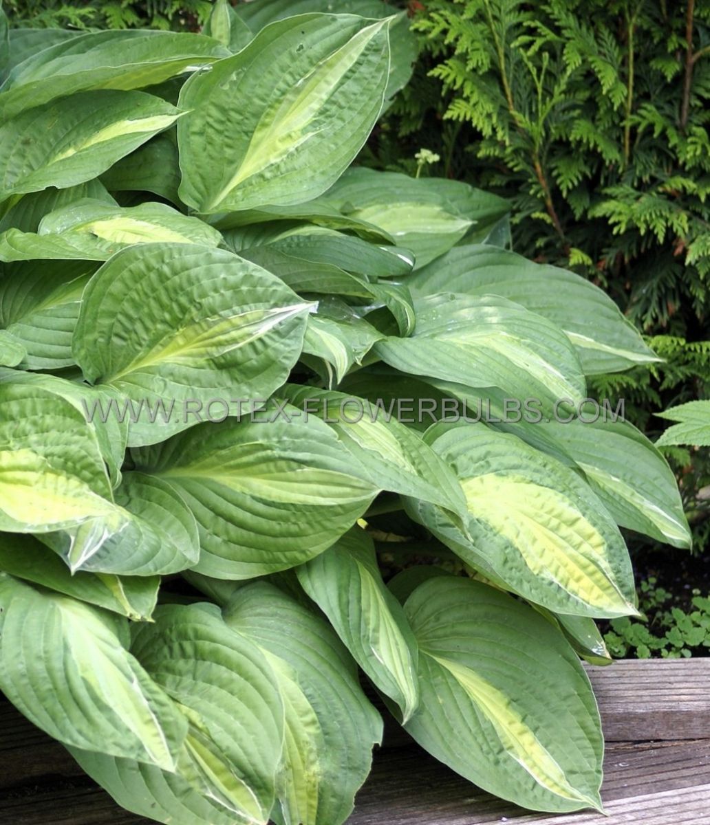 HOSTA (FUNKIA) HYBRID ‘STRIPTEASE‘ I (25 P.BAG) | Rotex Flowerbulbs BV