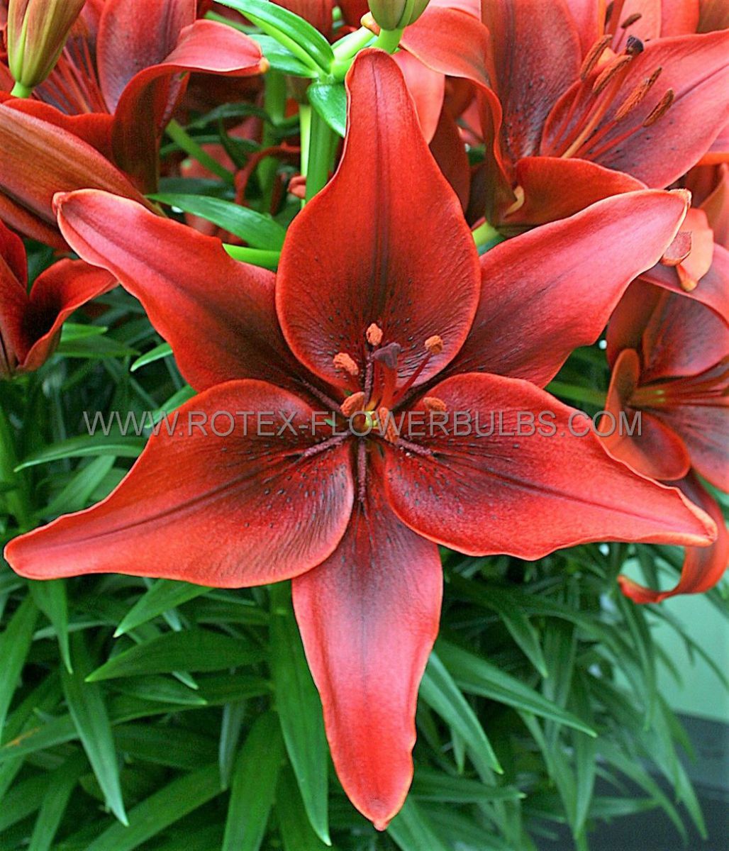 LILIUM ASIATIC ‘RED HIGHLAND‘ 16/18 CM. (25 LOOSE P.OPEN TOP BOX) | Rotex Flowerbulbs BV