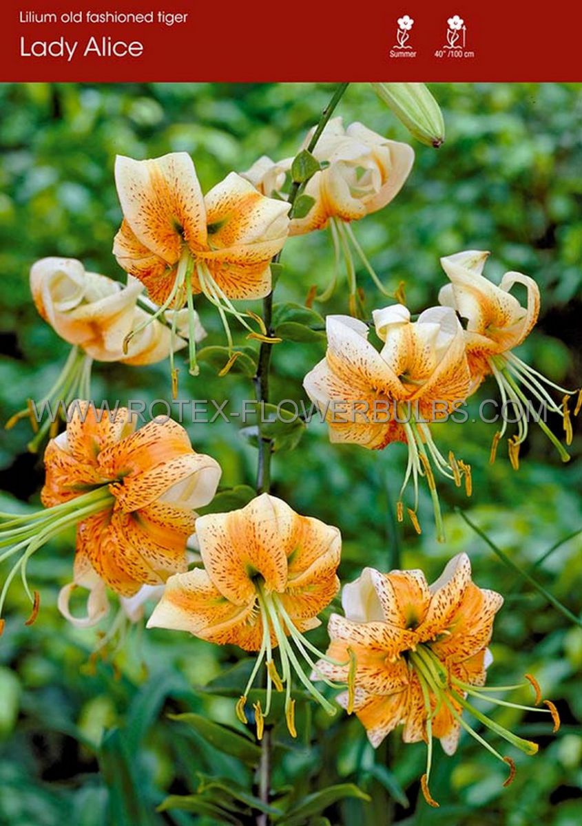 LILIUM TIGER OLD FASHIONED TULBAND ‘LADY ALICE‘ 16/18 CM. (25 LOOSE P.OPEN TOP BOX) | Rotex ...