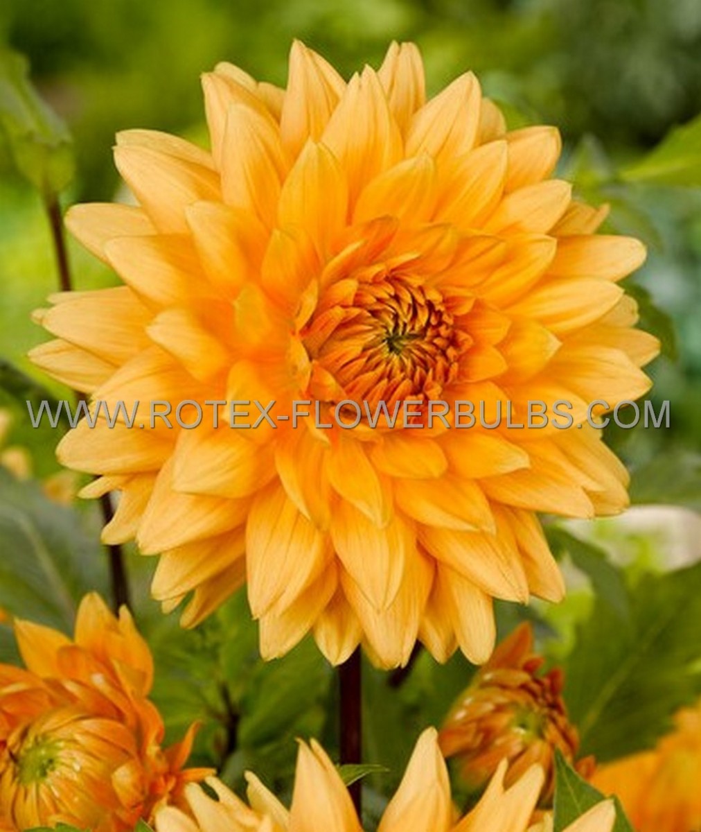 DAHLIA ASSORTED I (1 MEGA PKG.X 6) | Rotex Flowerbulbs BV