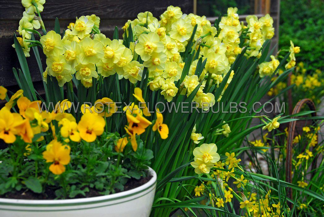 Narcissus Poetaz ‘YellowCheerfulness‘ 12-14 (300 Loose p.Plastic Crate) | Rotex Flowerbulbs BV