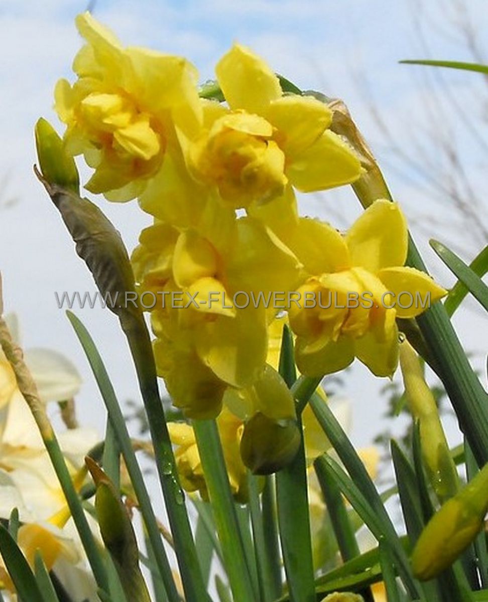 NARCISSUS POETAZ ‘YELLOW CHEERFULNESS‘ 14-16 (50 LOOSE P.BINBOX) | Rotex Flowerbulbs BV