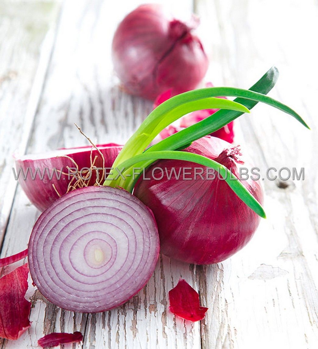 ONION ‘RED KARMEN‘ NO.1 - ON150 (32LBS. P.BUSHEL) | Rotex Flowerbulbs BV