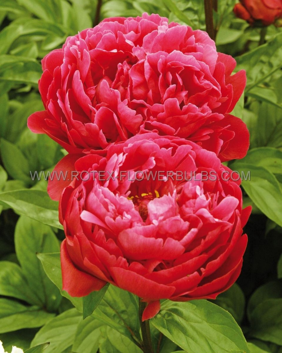 PAEONIA (PEONY) LACTIFLORA DOUBLE ‘RED SARAH BERNHARDT‘ 2/3 EYE (5 P.BAG) | Rotex Flowerbulbs BV