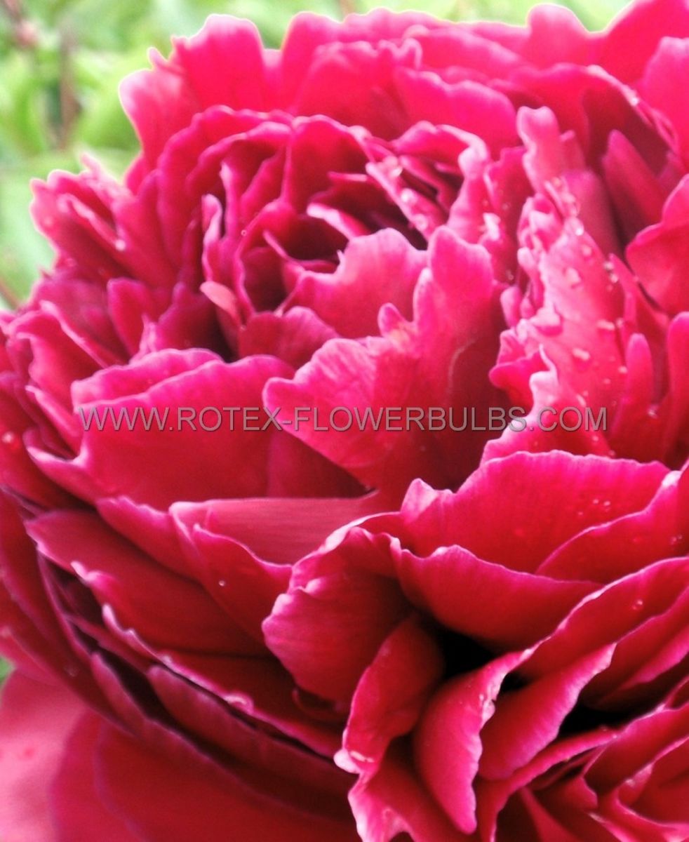 PAEONIA (PEONY) LACTIFLORA DOUBLE ‘RED SARAH BERNHARDT‘ 2/3 EYE (5 P.BAG) | Rotex Flowerbulbs BV