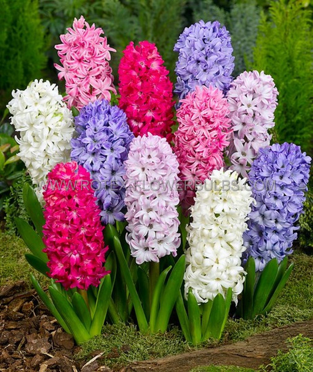 HYACINTHUS ORIENTALIS ‘MIX‘ 14/15 CM. (20 SUPER VALUE PKGS.X 12 ...