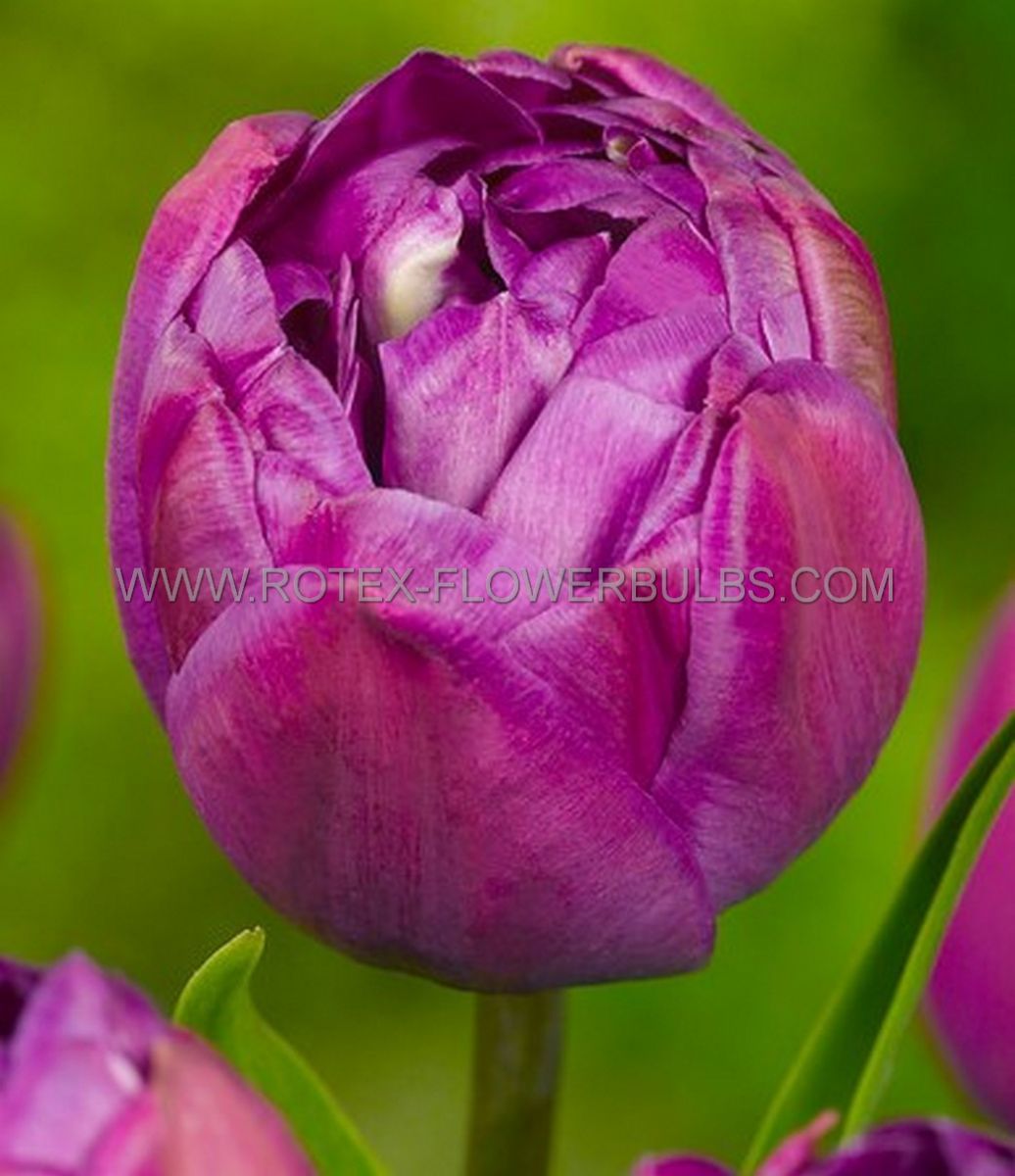 TULIPA DOUBLE LATE ‘BLUE SPECTACLE‘ 12/+ CM. (100 LOOSE P.BINBOX ...