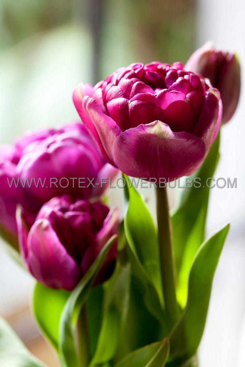 TULIPA DOUBLE LATE ‘BLUE SPECTACLE‘ 12/+ CM. (100 LOOSE P.BINBOX ...