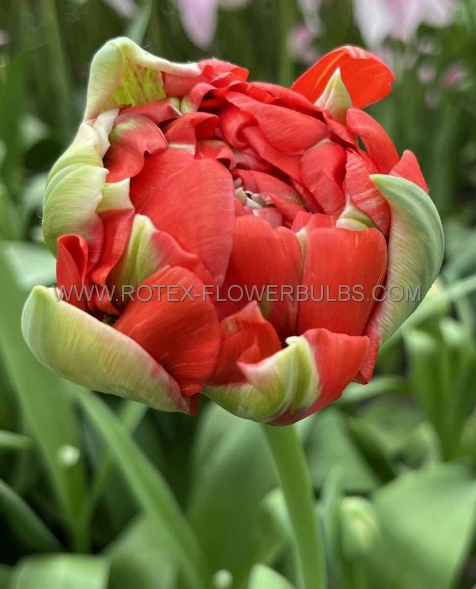 TULIPA DOUBLE LATE ‘DOUBLE GUDOSHNIK‘ 12/+ CM. (100 LOOSE P.BINBOX) | Rotex Flowerbulbs BV