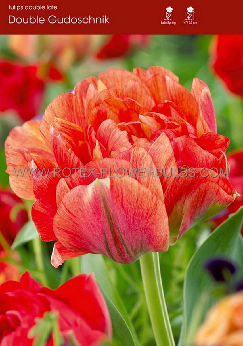 TULIPA DOUBLE LATE ‘DOUBLE GUDOSHNIK‘ 12/+ CM. (100 LOOSE P.BINBOX) | Rotex Flowerbulbs BV