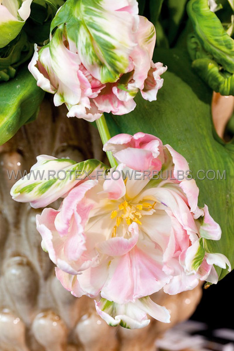 TULIPA DOUBLE LATE ‘PINK STAR‘ 12/+ CM. (100 P.BINBOX) | Rotex ...