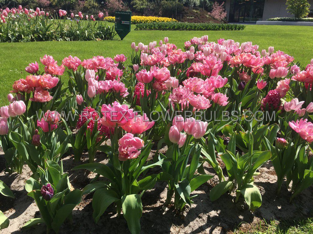 TULIPA DOUBLE LATE ‘PINK STAR‘ 12/+ CM. (100 LOOSE P.BINBOX) | Rotex ...