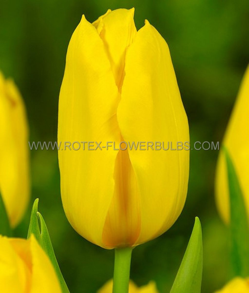 TULIPA FOSTERIANA ‘YELLOW EMPRESS‘ 12/+ CM. (15 QUALITY PKGS.X 6 ...