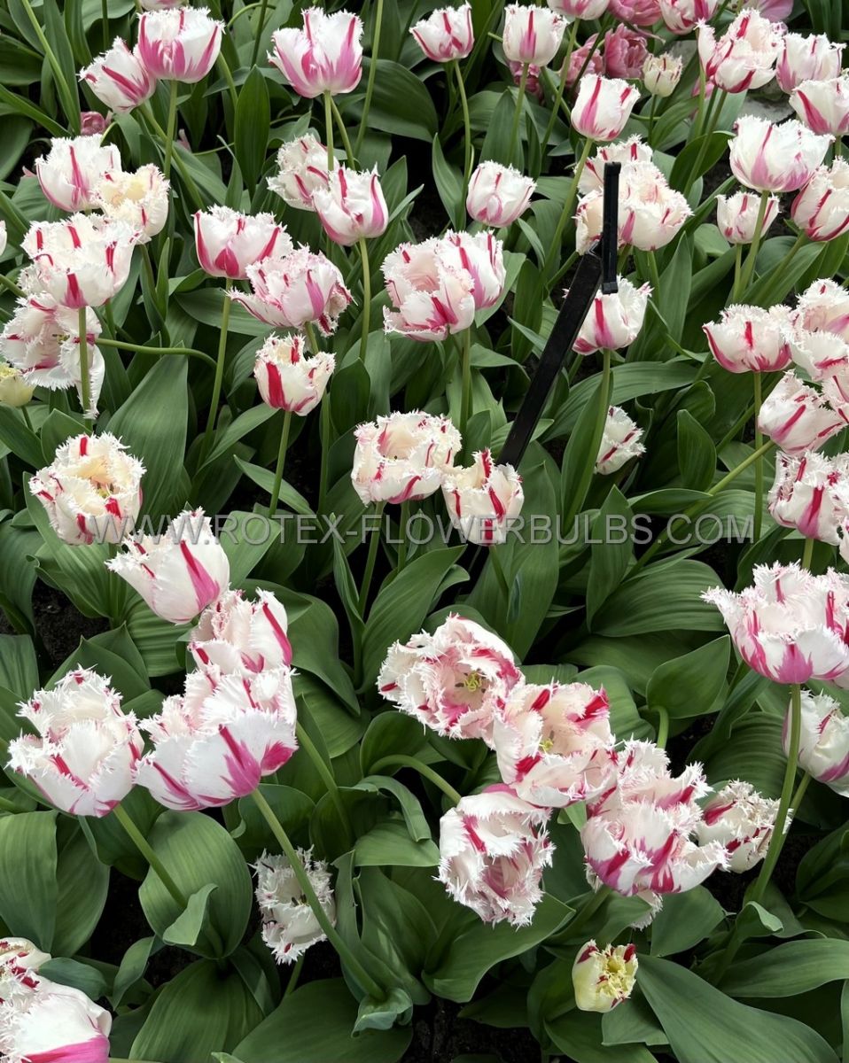 TULIPA FRINGED ‘COLDPLAY‘ 12/+ CM. (100 LOOSE P.BINBOX) | Rotex ...