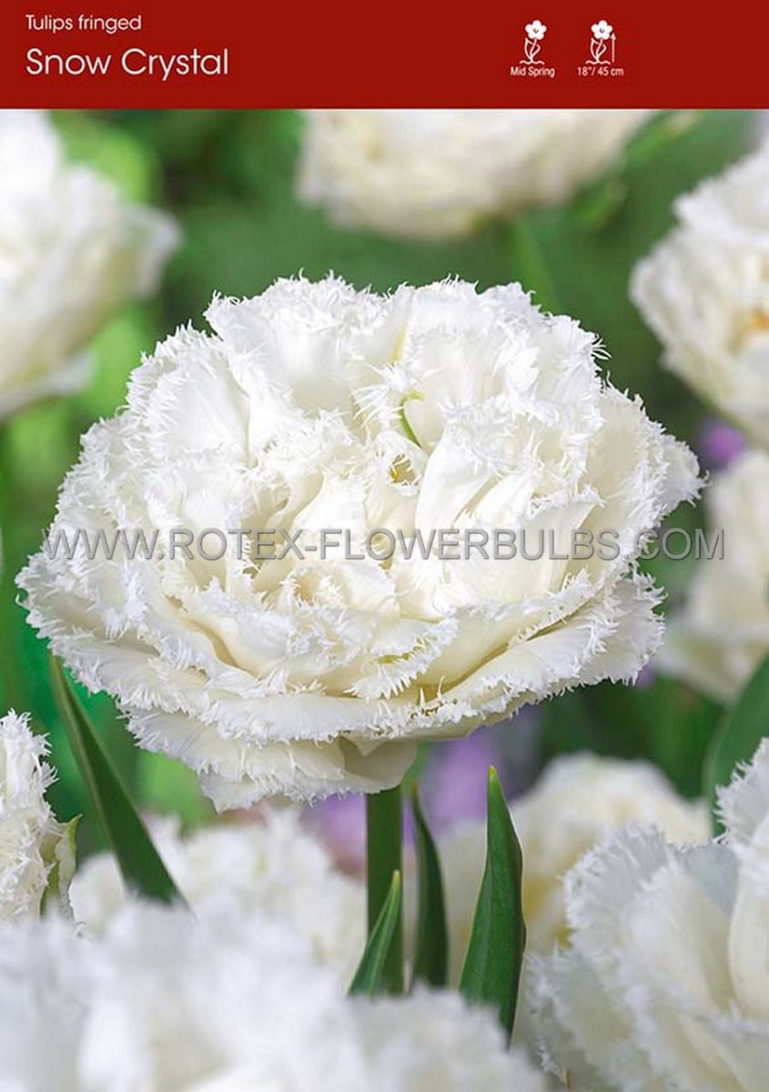 Tulipa Fringed ‘Snow Crystal‘ 12/+ cm. (15 Quality Pkgs.x 6) | Rotex Flowerbulbs BV