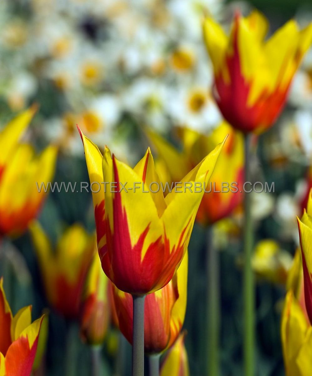 TULIPA LILY FLOWERING ‘FIREWORK‘ 12/+ CM. (100 LOOSE P.BINBOX) | Rotex ...