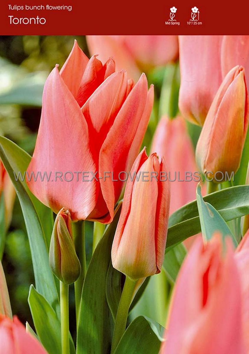 TULIPA MULTIFLOWERING ‘TORONTO‘ 12/+ CM. (100 LOOSE P.BINBOX) | Rotex ...