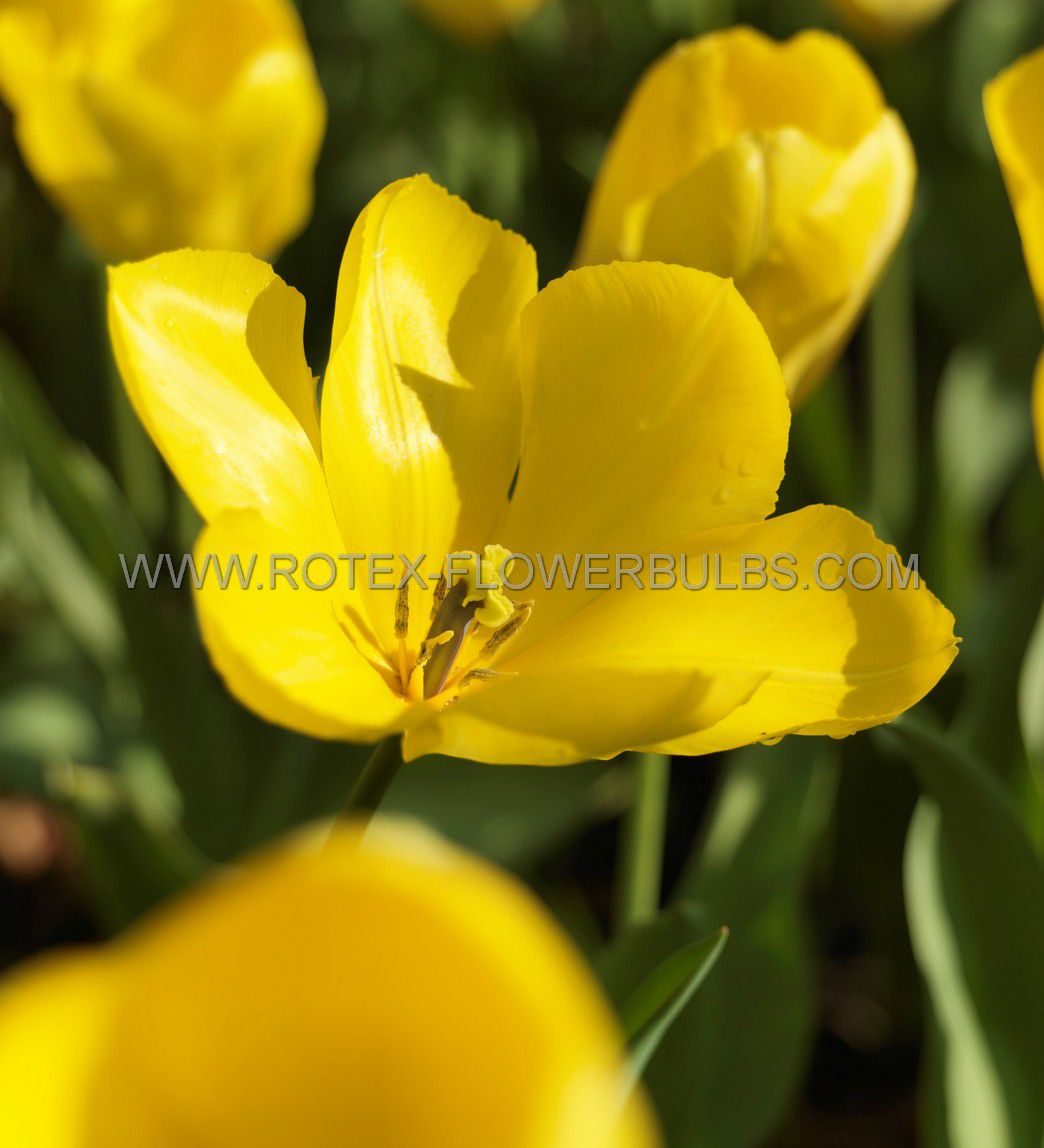 TULIPA SINGLE EARLY ‘YELLOW FLAIR‘ 12/+ CM. (100 LOOSE P.BINBOX ...