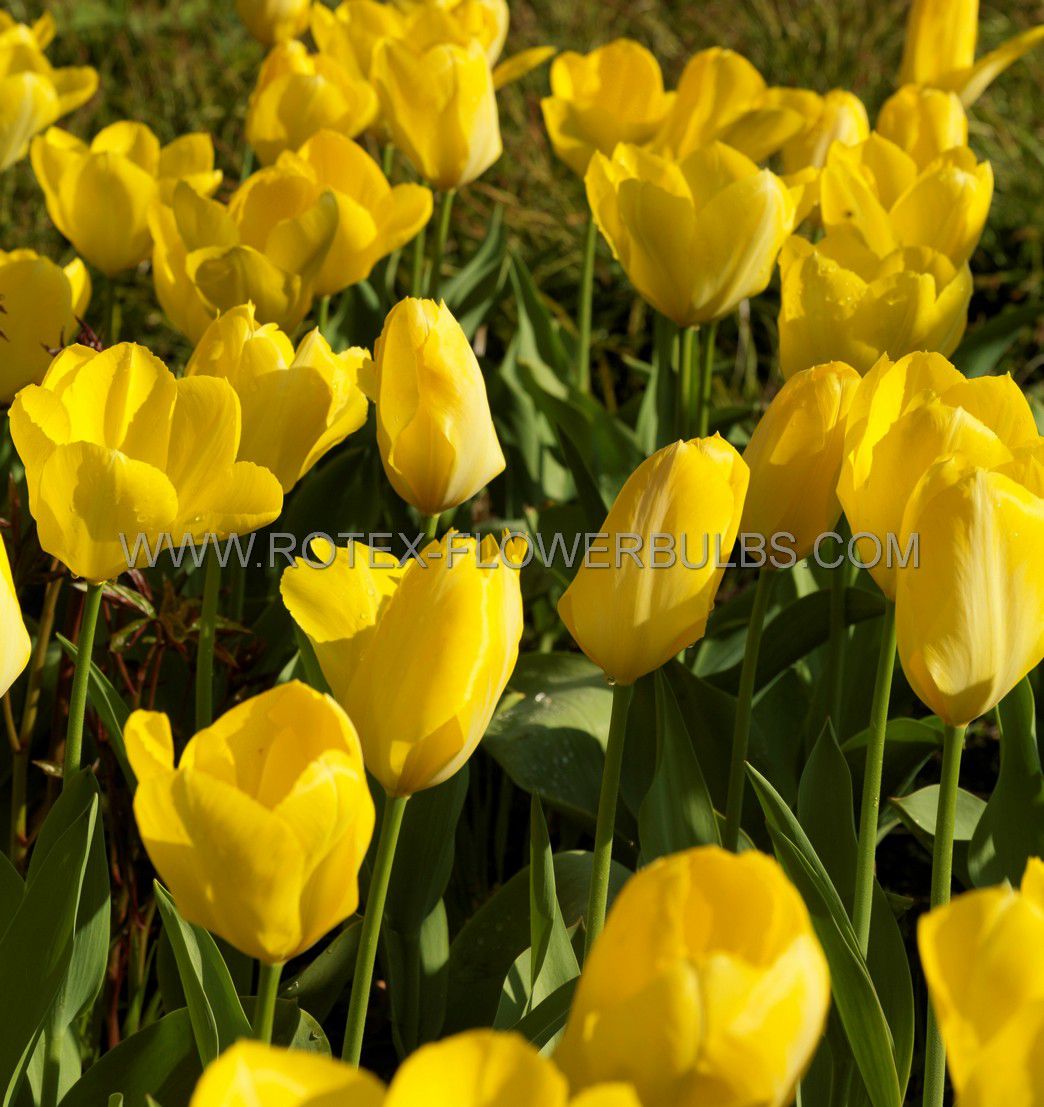 TULIPA SINGLE EARLY ‘YELLOW FLAIR‘ 12/+ CM. (100 LOOSE P.BINBOX ...
