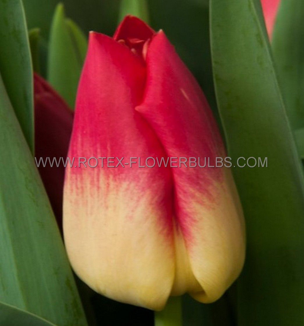 TULIPA TRIUMPH ‘MATCH‘ 12/+ CM. (100 LOOSE P.BINBOX) | Rotex Flowerbulbs BV