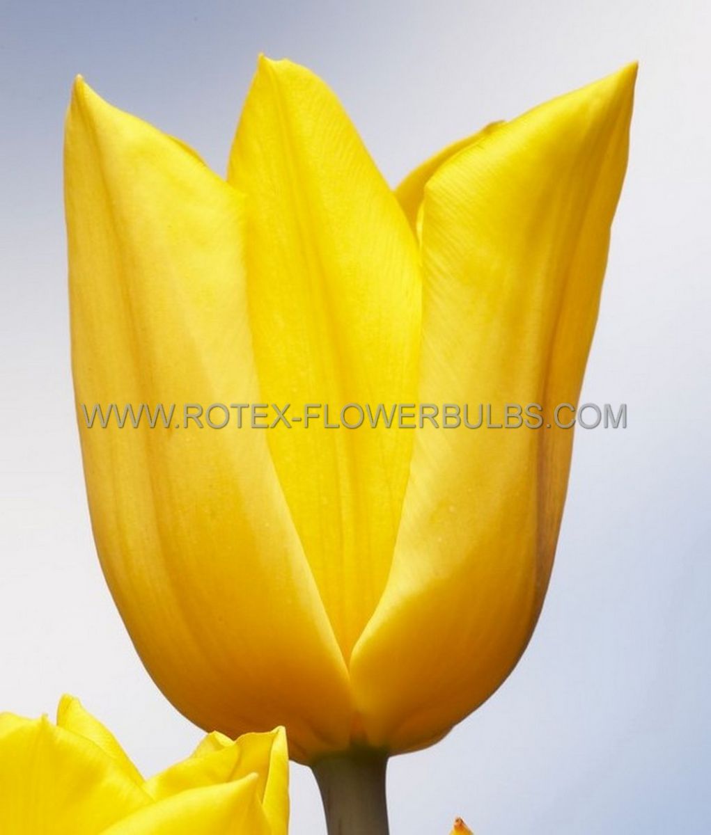 TULIPA TRIUMPH ‘STRONG GOLD‘ 12/+ CM. (100 LOOSE P.BINBOX) | Rotex ...