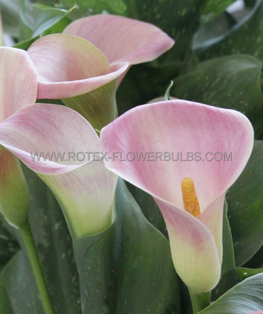 Zantedeschia (Calla Lily) Rehmannii ‘Superba‘ 16/18 cm. (25 Loose p ...